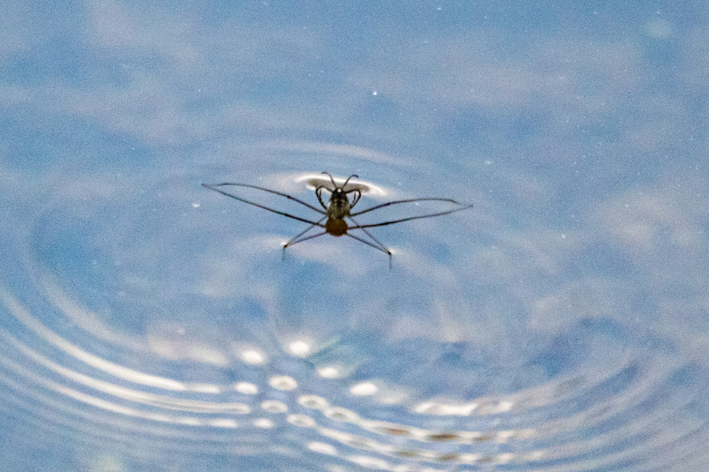 Metrobates hesperius from Topsfield, ME, USA on August 07, 2022 at 12: ...