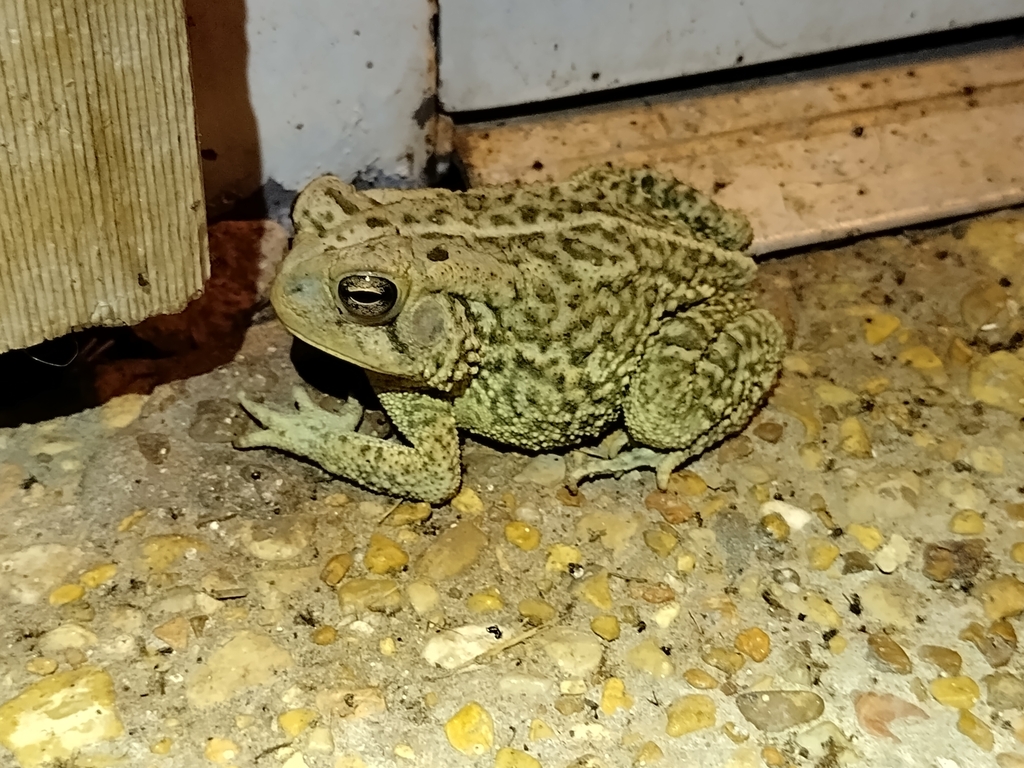 North American Toads from New Houlka, MS 38850, USA on August 05, 2022 ...