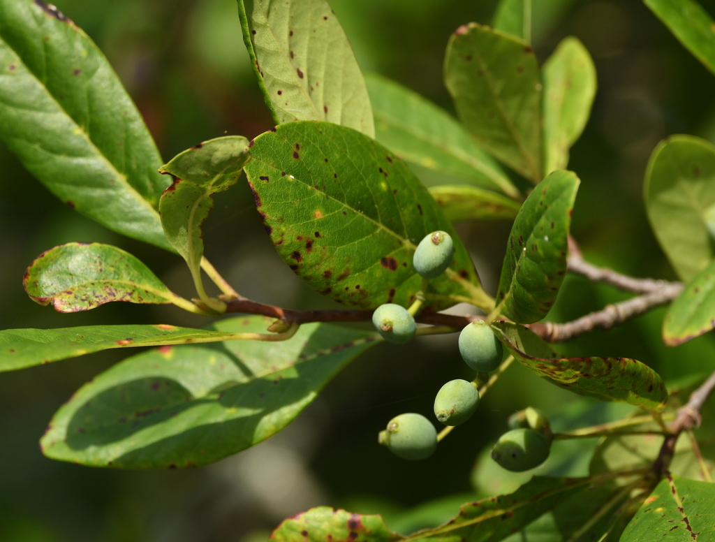 Swamp tupelo from Pocomoke City, MD 21851, USA on July 23, 2022 at 08: ...