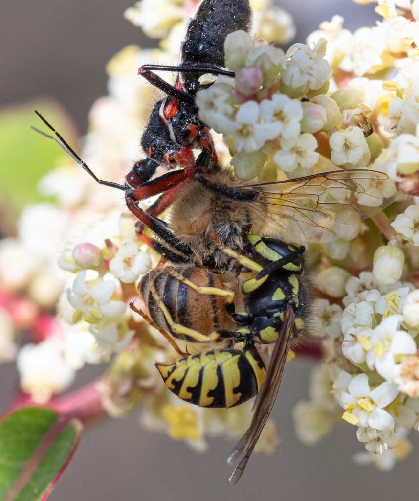 Western Yellowjacket from Jamul, CA, USA on August 8, 2022 at 09:49 AM ...