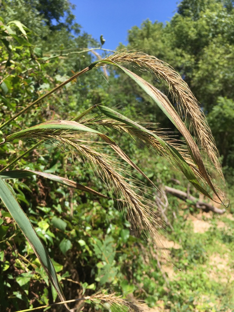 river wild rye from Benton County, AR, USA on August 08, 2022 at 02:04 ...