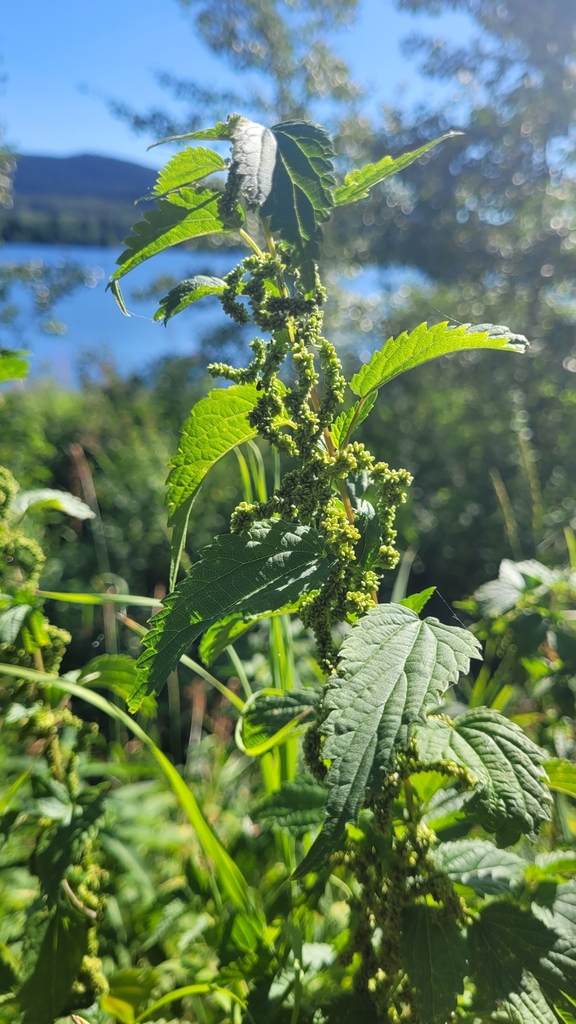 slender stinging nettle from Fraser Lake, BC V0J 1S0, Canada on August ...