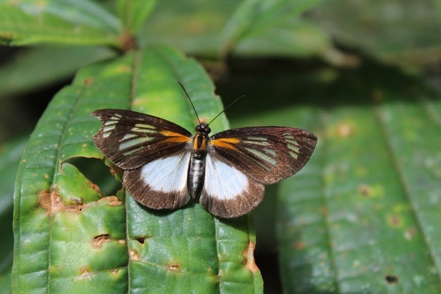 Cabirus procas from Mocoa, Putumayo, Colombia on September 13, 2019 at ...
