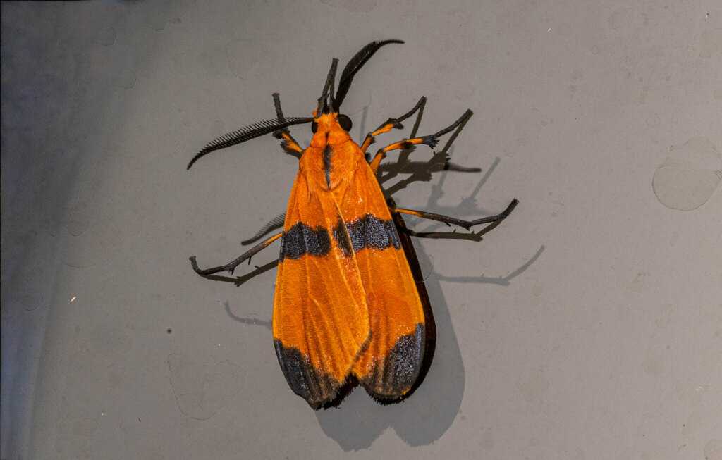 Butterflies and Moths from Arroyo Frío 41000, Dominican Republic on ...