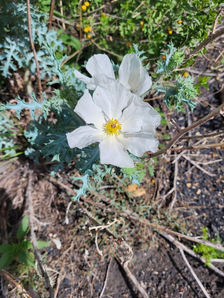 prickly poppies from Otero County, NM, USA on August 6, 2022 at 10:40 ...