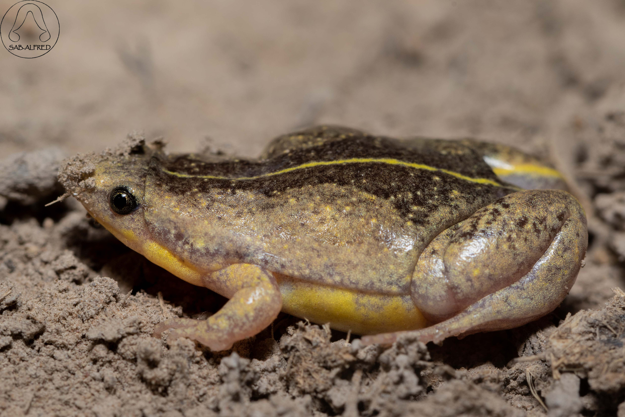 Elachistocleis haroi Pereyra, Akmentins, Laufer & Vaira, 2013