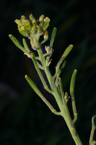 Spanish Mustard (Sinapis flexuosa) · iNaturalist