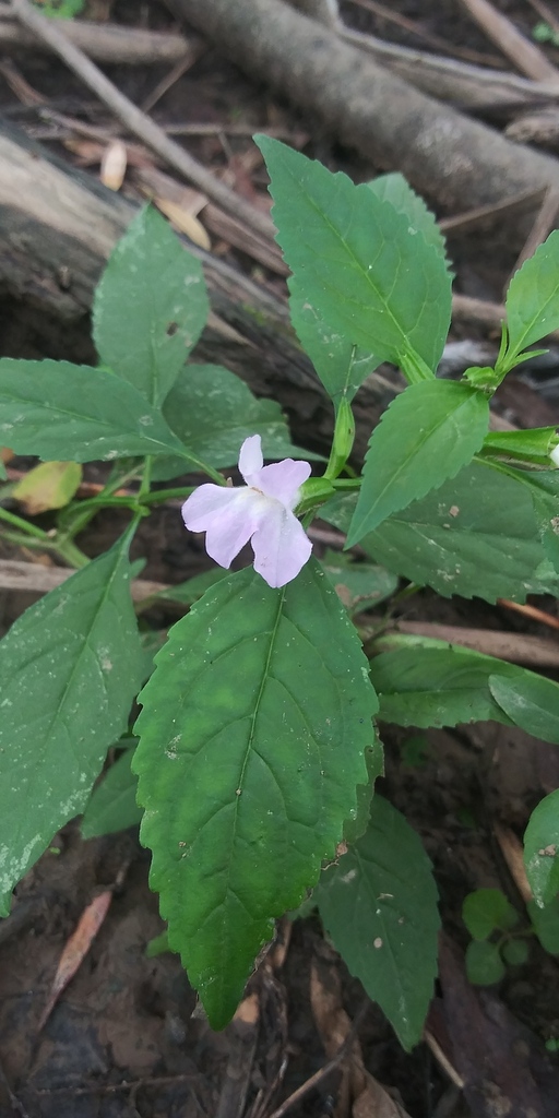 sharpwing monkeyflower in July 2022 by jim · iNaturalist