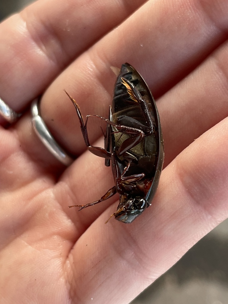 Giant Water Scavenger Beetle in August 2022 by Kaylyn Cullen · iNaturalist