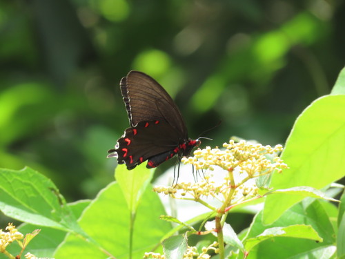 Montezuma’s Cattleheart (Subspecies Parides montezuma tulana) · iNaturalist