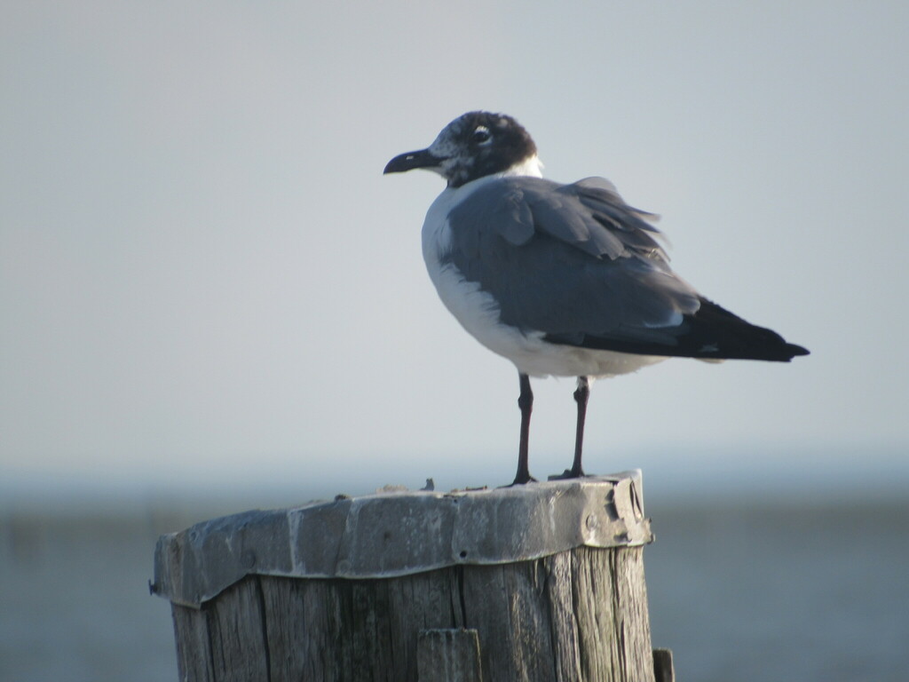 Laughing Gull from Dorchester County, MD, USA on August 06, 2022 at 06: ...