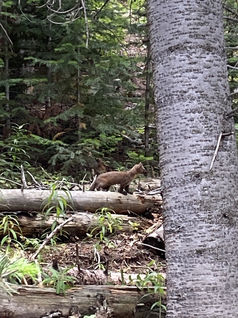 Pacific Marten from White River National Forest, Breckenridge, CO, US ...