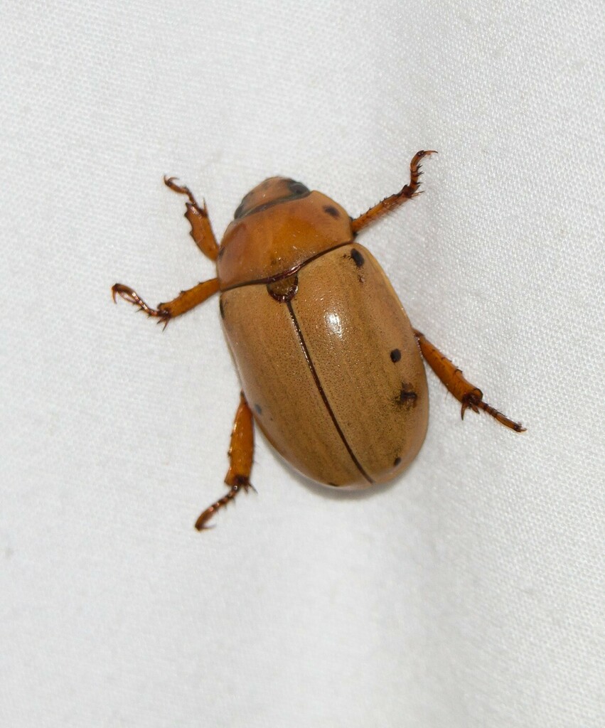 Grapevine Beetle in August 2022 by Stella Tea · iNaturalist