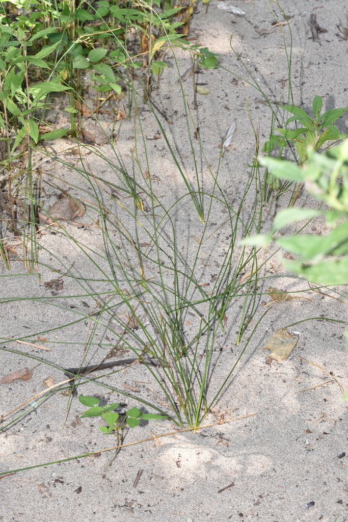 Baltic Rush from Amherstburg, ON, Canada on July 31, 2022 at 10:07 AM by Richard Baxter ...