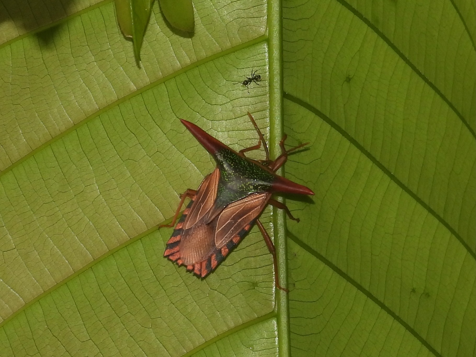 Pygoplatys Dallas, 1851