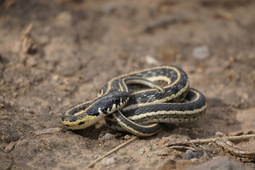 Black-necked Garter Snake from Otero County, NM, USA on August 6, 2022 ...