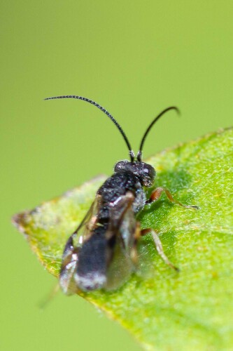 Chelonus scrobiculatus · iNaturalist Mexico