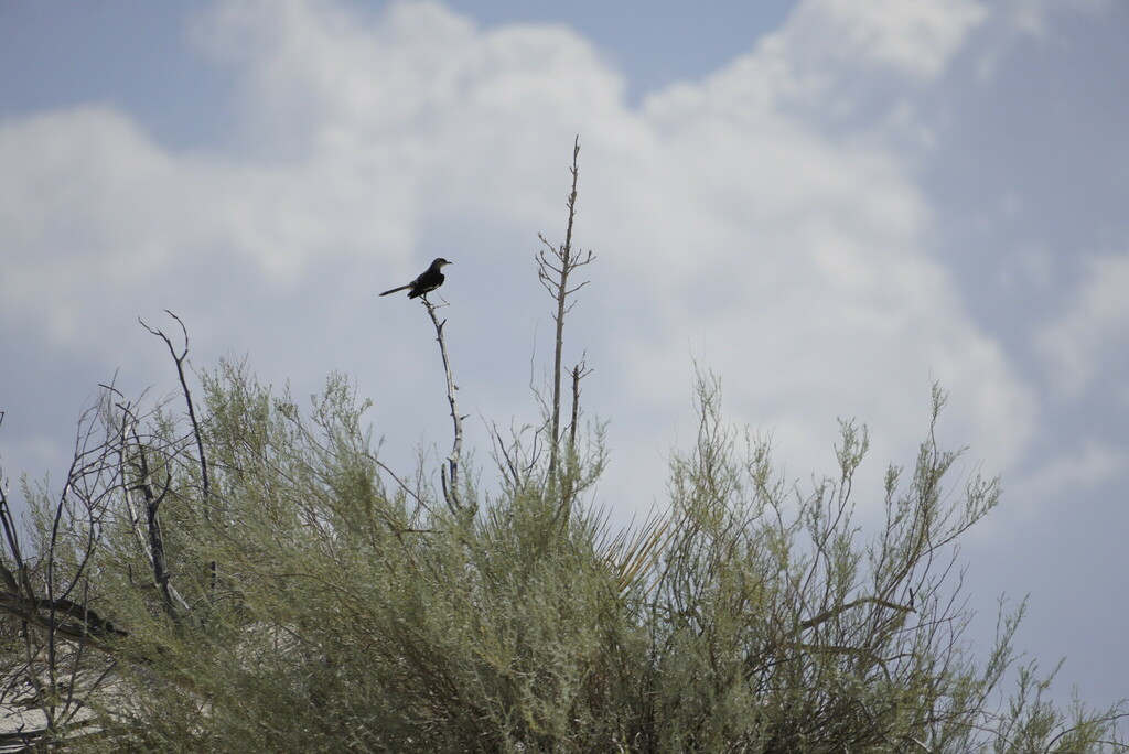 Northern Mockingbird from Otero County, NM, USA on August 7, 2022 at 10 ...