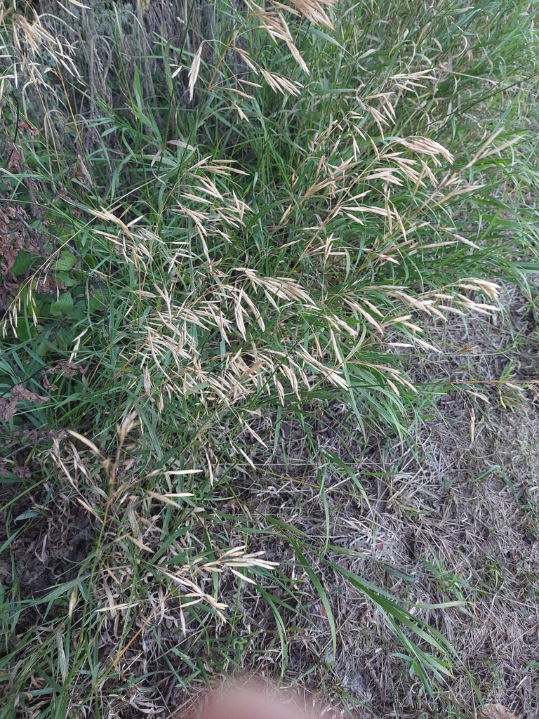 Smooth Brome from Kiwanis/46th SE corner, Sioux Falls, SD 57105, USA on ...