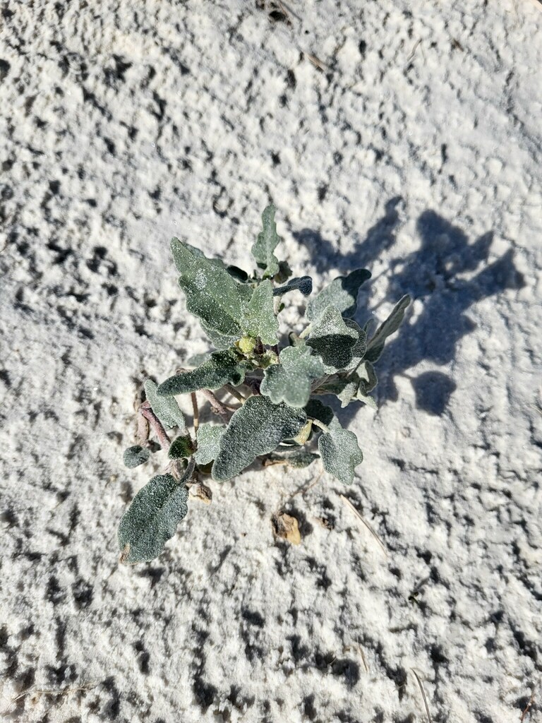 purple sand verbena from Otero County, NM, USA on August 07, 2022 at 09 ...