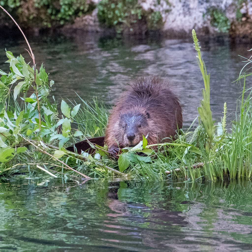 American Beaver from Garfield County, CO, USA on July 2, 2022 at 06:50 ...