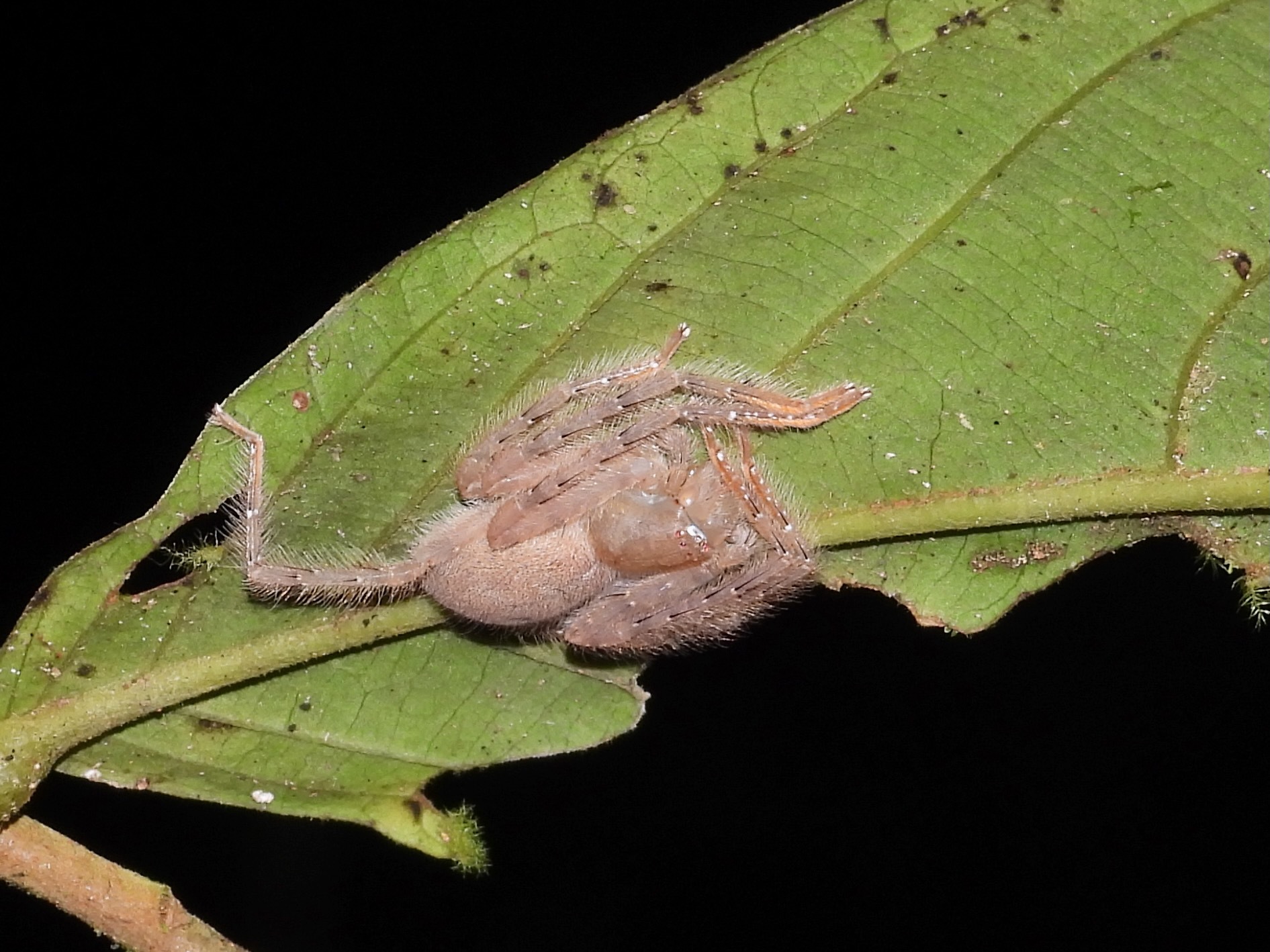 Heteropoda davidbowie Jäger, 2008