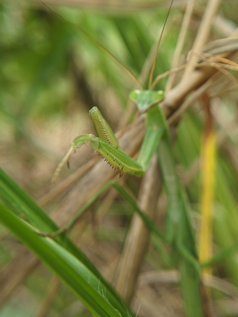 Tenodera from N Park Dr & 1st St N, Arlington, VA 22203, USA on August ...