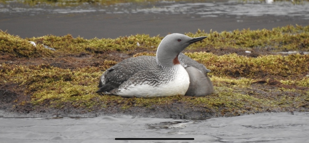 Red-throated Loon from 400, Svalbard, Svalbard och Jan Mayen, SJ on ...
