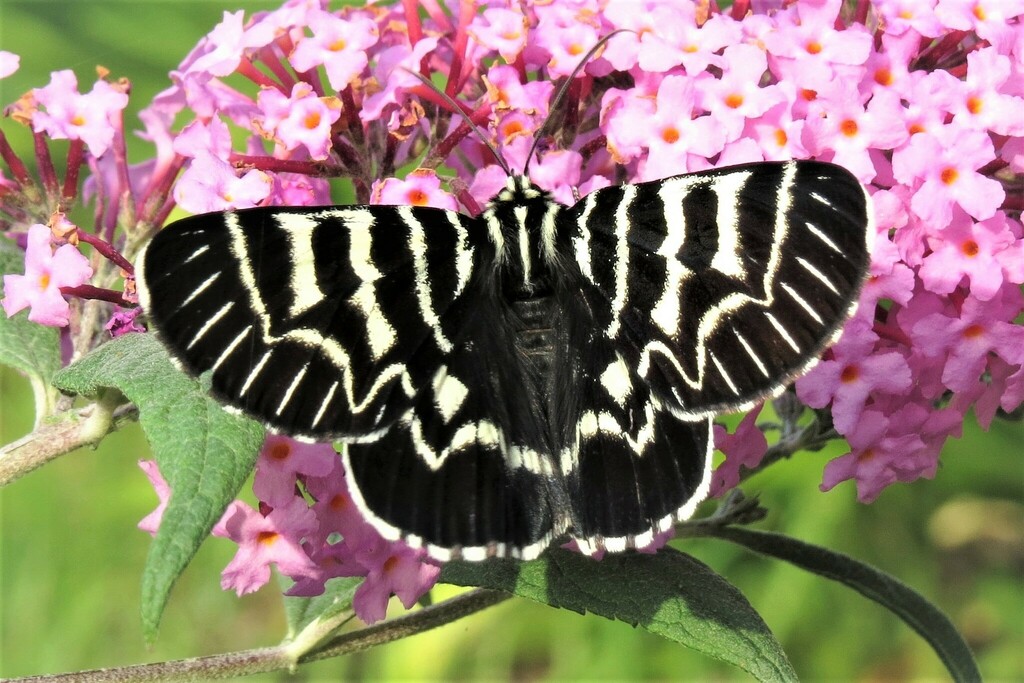 Mistletoe Moth from Wandella NSW 2550, Australia on December 19, 2013 ...