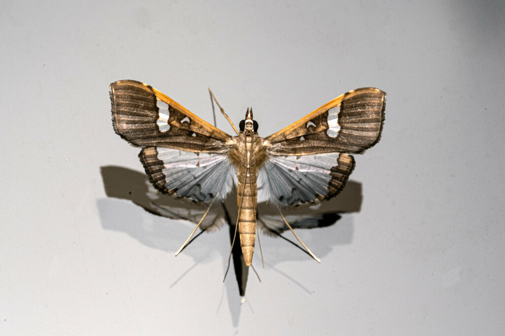 Mung Bean Moth from Arroyo Frío 41000, Dominican Republic on July 30 ...