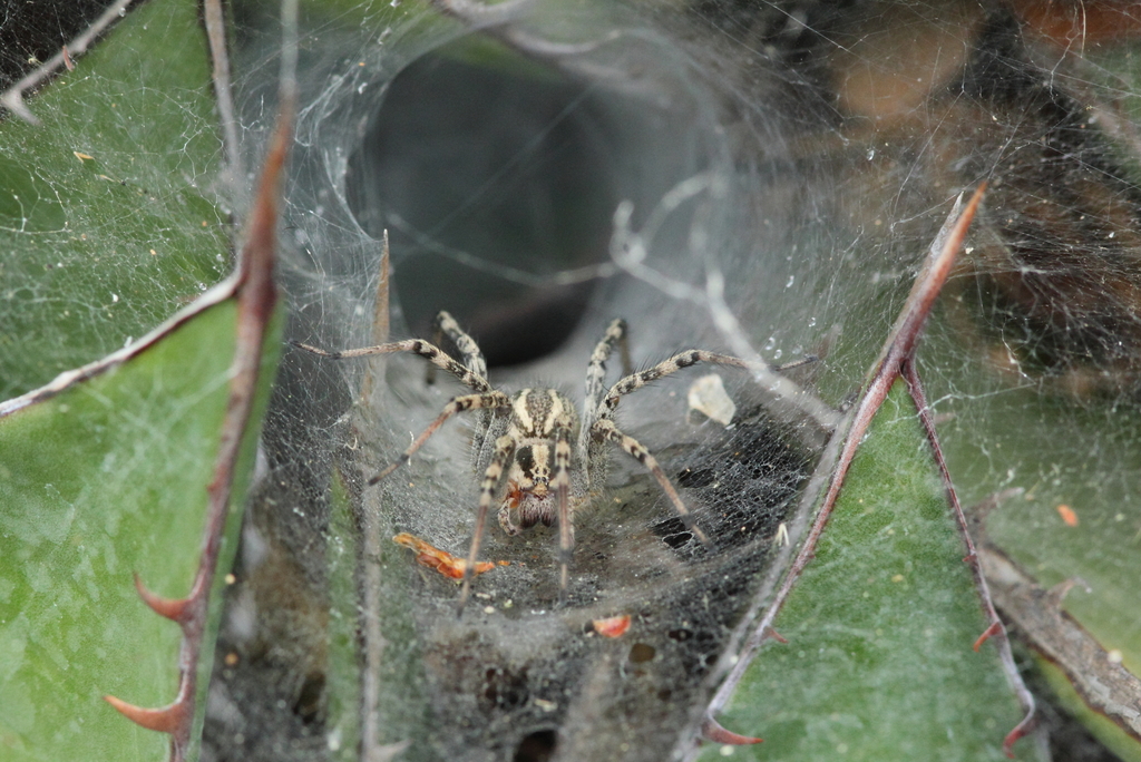 Grass Spiders (Insects and Arachnids of Coronado National Memorial ...