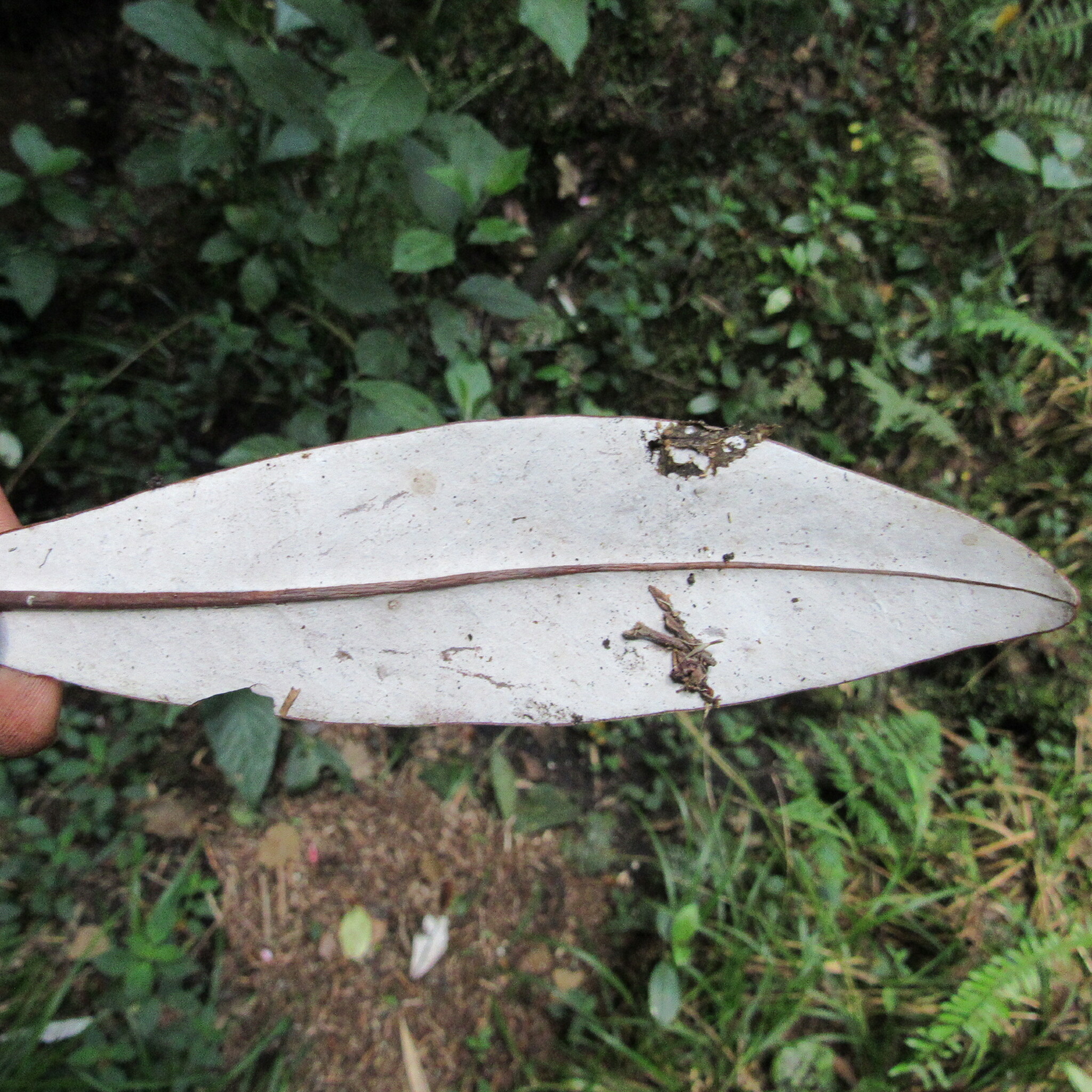 Drimys granadensis L.fil.