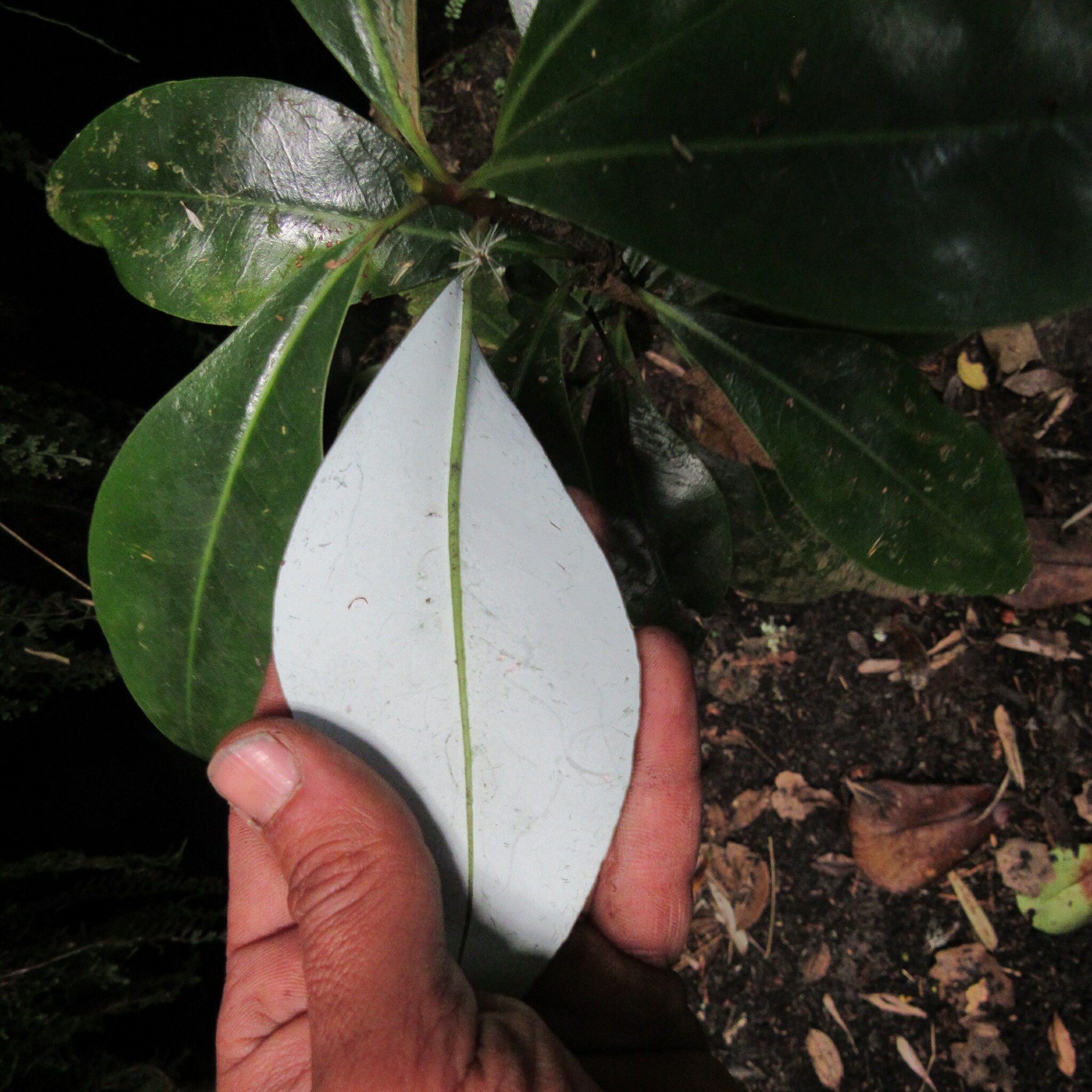 Drimys granadensis L.fil.