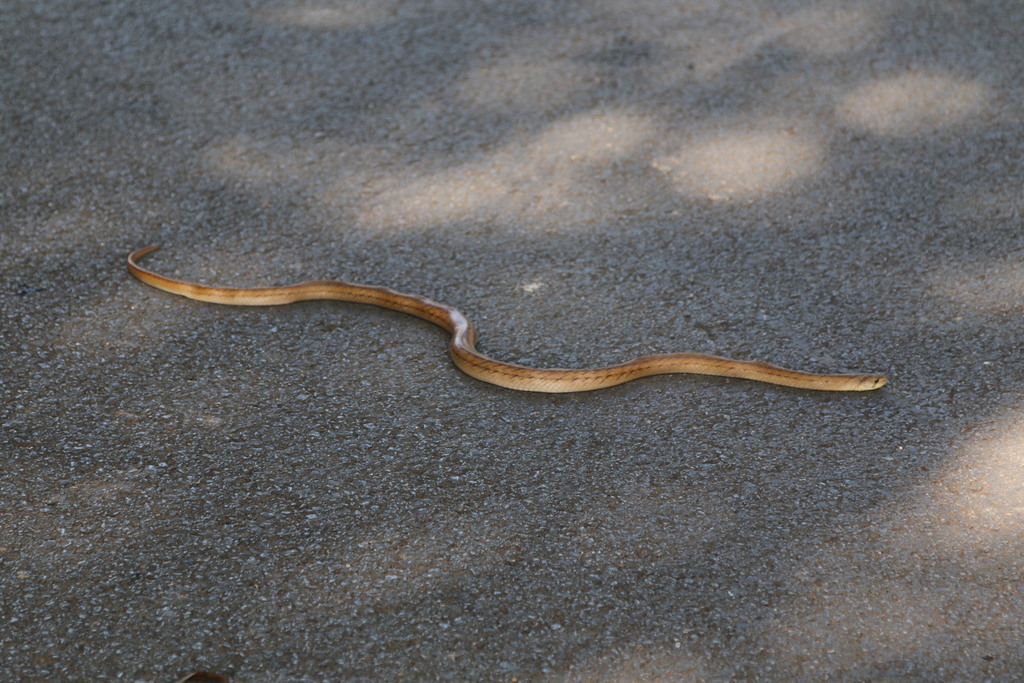 Small-banded Kukri Snake from 云南西双版纳勐腊县勐仑镇 on January 1, 2020 at 04:47 ...