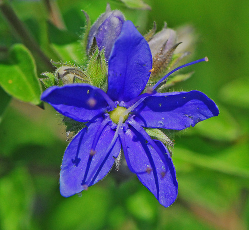 Blue waterleaf (Hydrolea ovata)