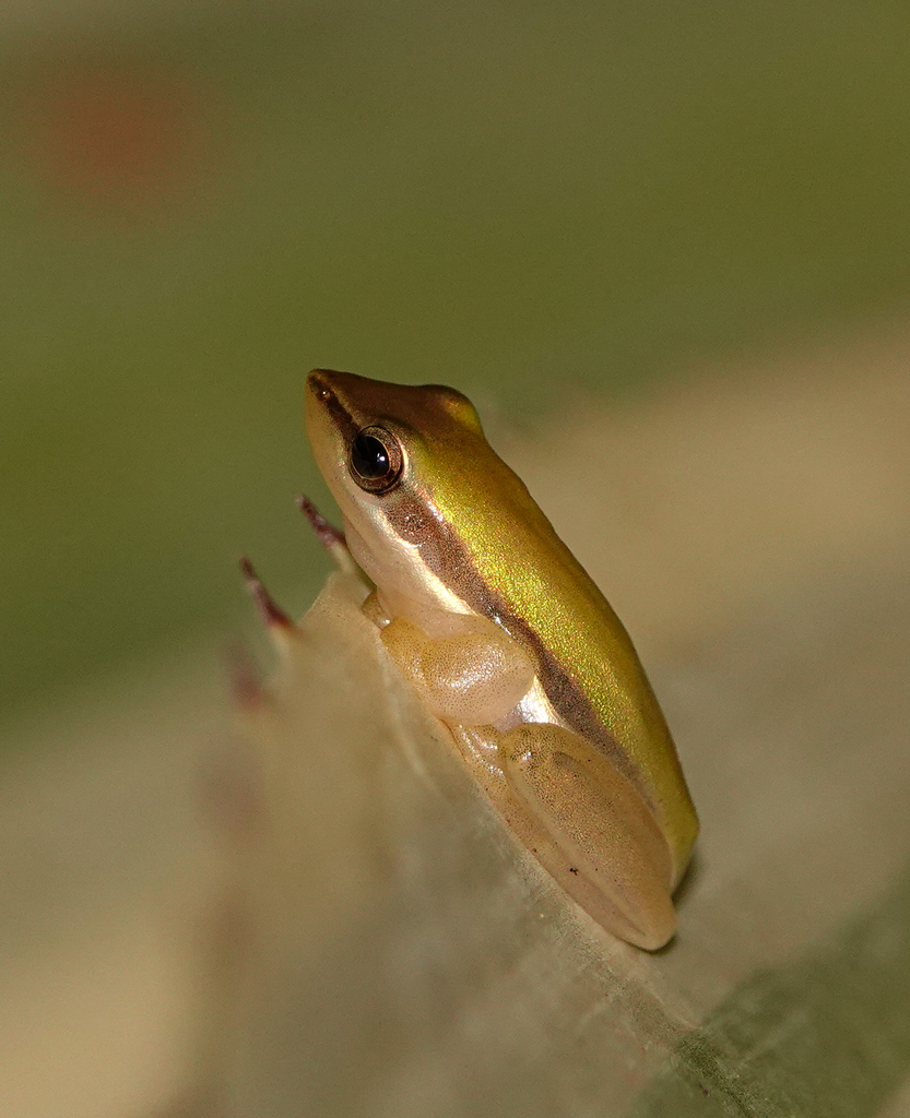 Northern Dwarf Tree Frog from Rum Jungle NT 0845, Australia on August ...