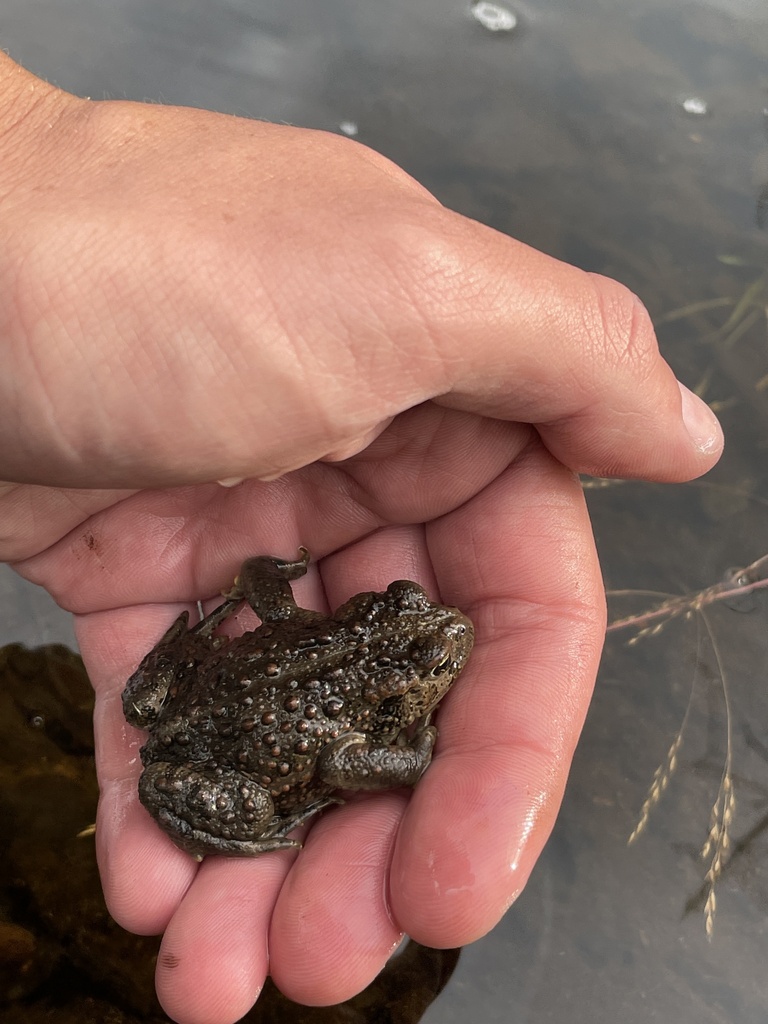 Western Toad in August 2022 by Bailey Arcilla · iNaturalist