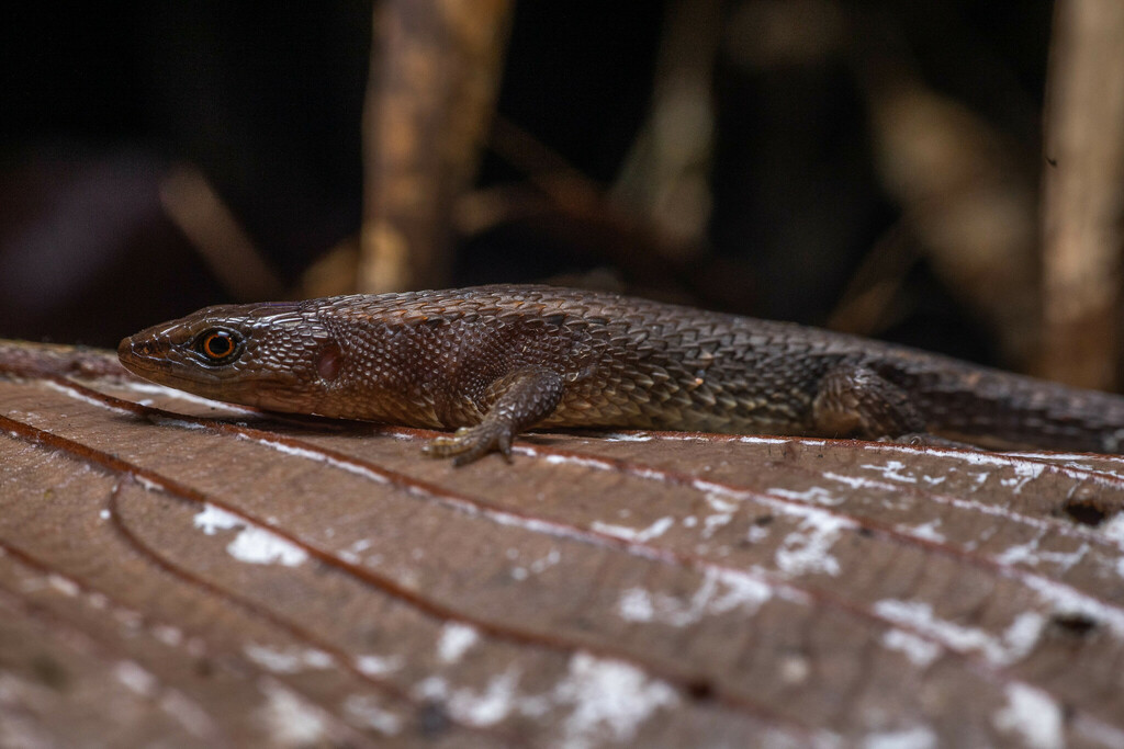Keel-bellied Shade Lizard from Mera, Ecuador on July 17, 2022 at 04:19 ...