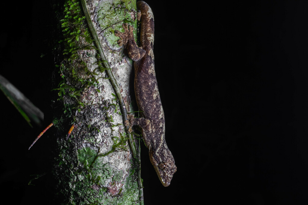 Southern Turniptail Gecko from Orellana, Ecuador on July 20, 2022 at 06 ...
