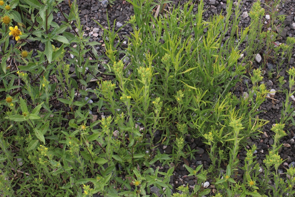 mountain tarweed from Grand County, CO, USA on August 05, 2022 at 01:50 ...