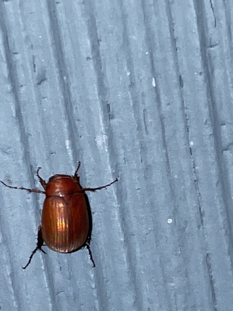 Asiatic Garden Beetle from W Laurel St, Georgetown, DE, US on August 7 ...