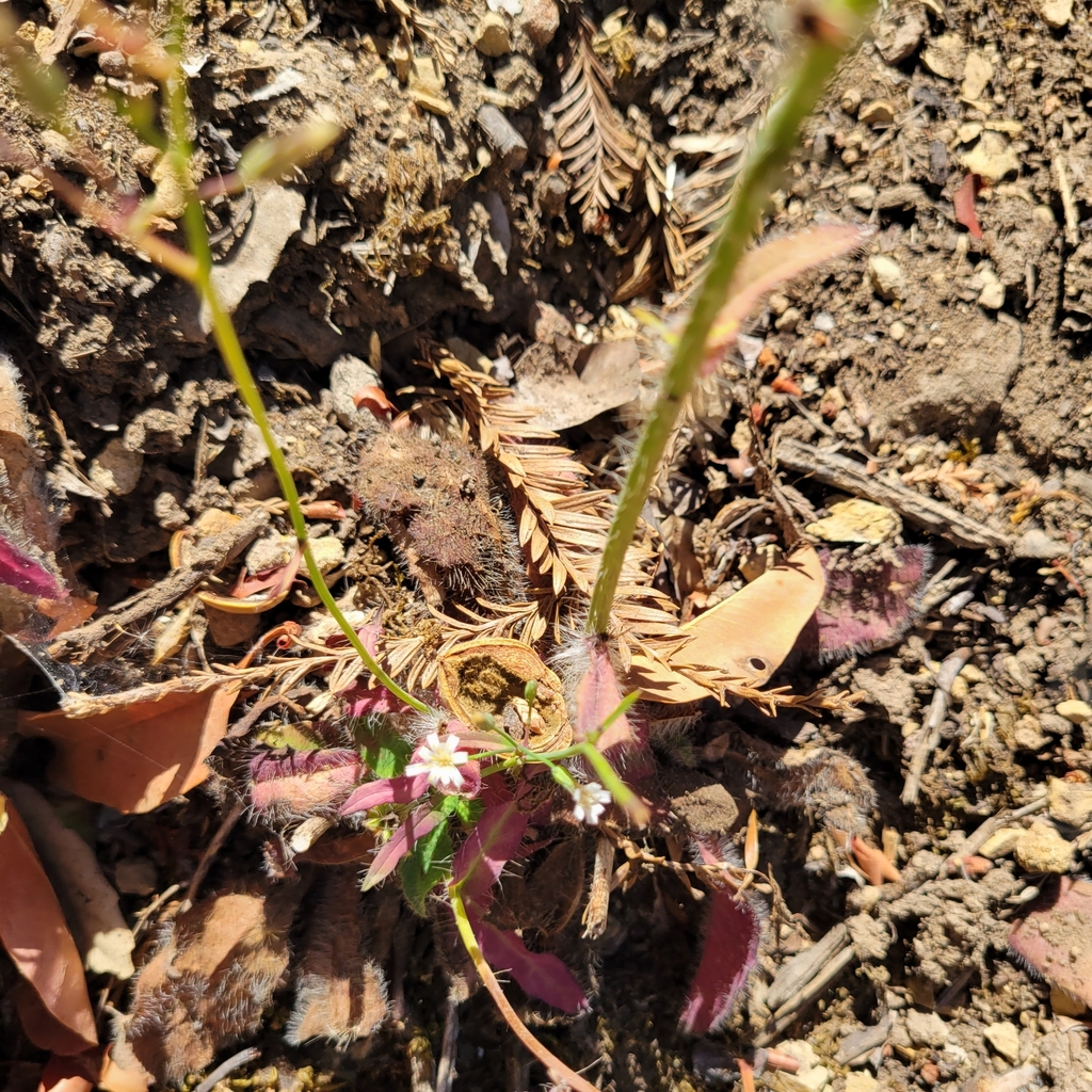 white hawkweed from Kentfield, CA 94904, USA on August 06, 2022 at 01: ...