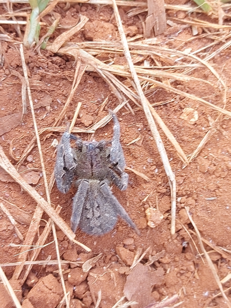 Armed Spiders from UFSCAR on July 06, 2022 at 12:39 PM by caio ...