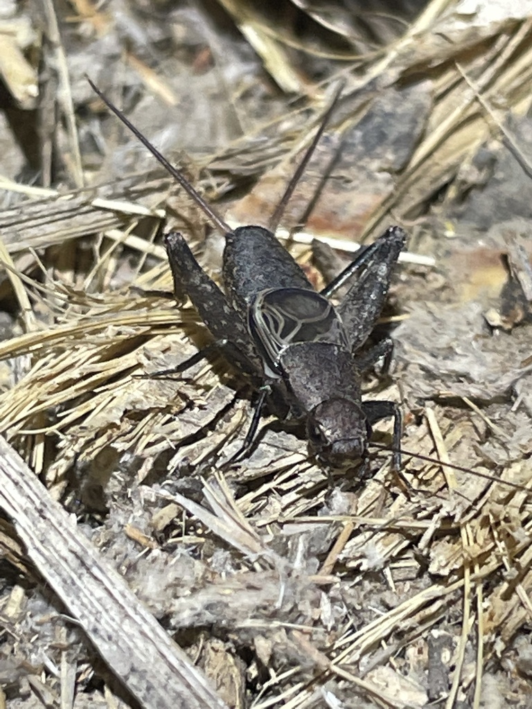 Western Brush Cricket from Lyons Valley Rd, Jamul, CA, US on August 08 ...