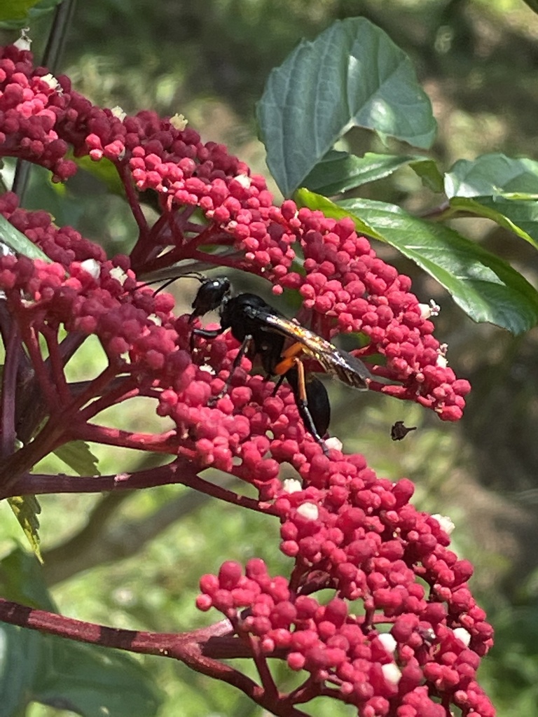 Sphex subtruncatus from Windsor Nature Park, SG on August 9, 2022 at 01 ...