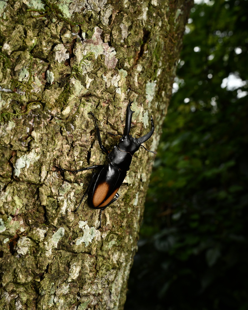 Hexarthrius parryi deyrollei from 勐腊县, 西双版纳傣族自治州, 云南省, CN on August 3 ...