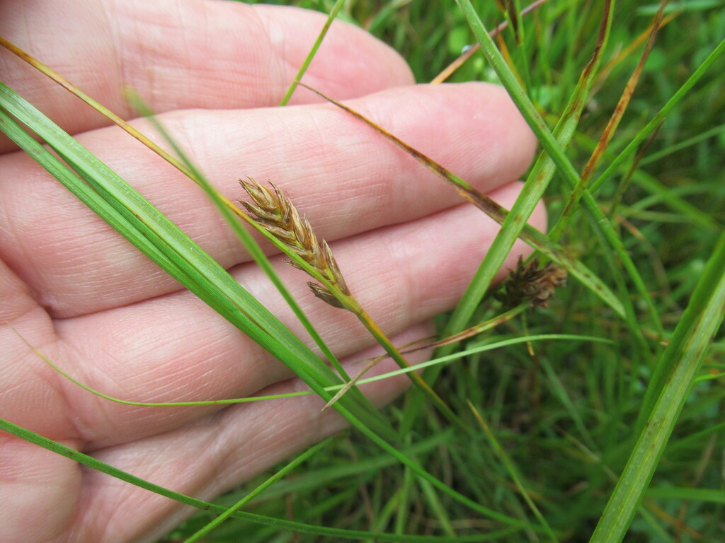 Red Bulrush from Усольский р-н, Иркутская обл., Россия on August 06 ...