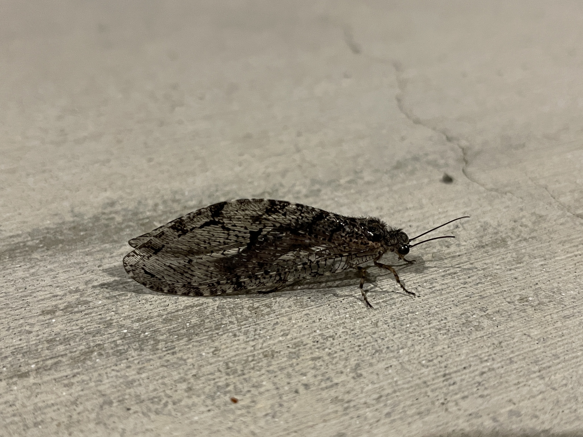 Polystoechotes punctata (Fabricius, 1793)