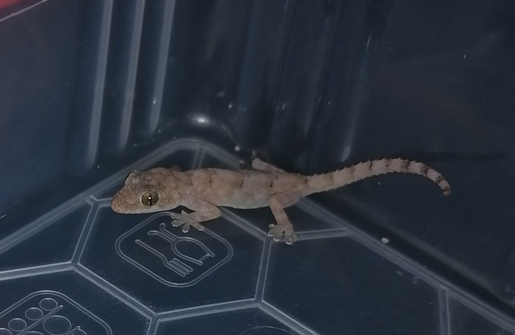 Tropical House Gecko from Azalea Ladies Residence And Tuks Monate ...