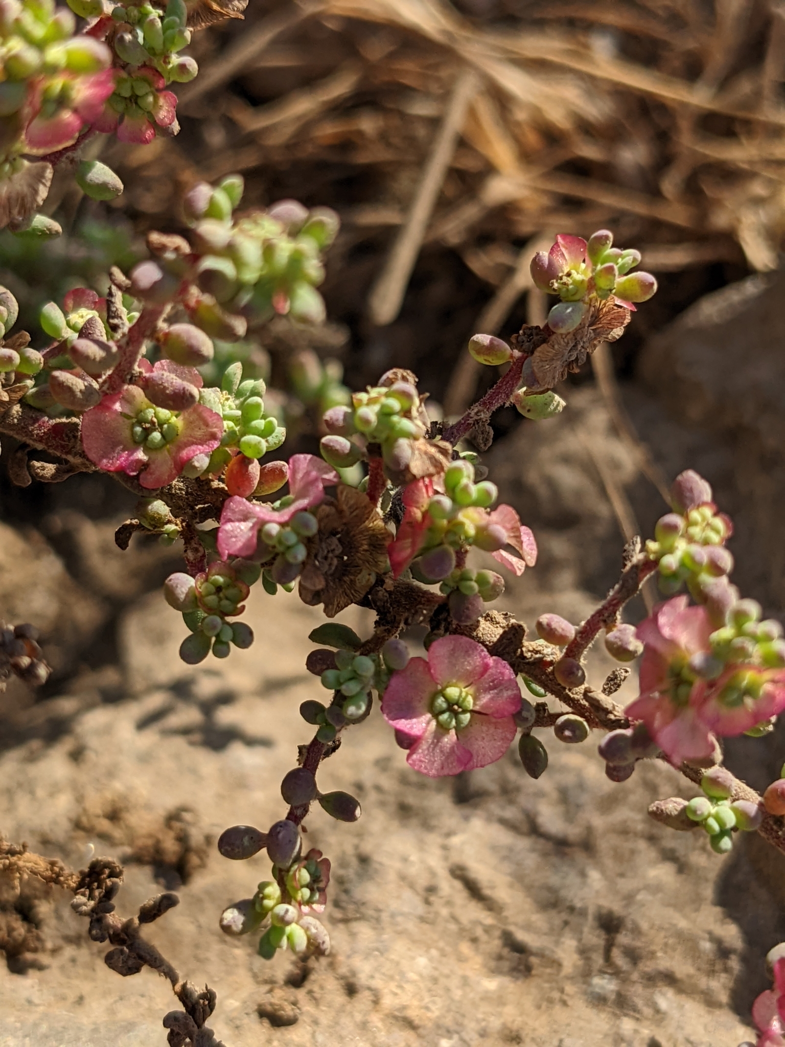 Caroxylon vermiculatum (L.) Akhani & Roalson